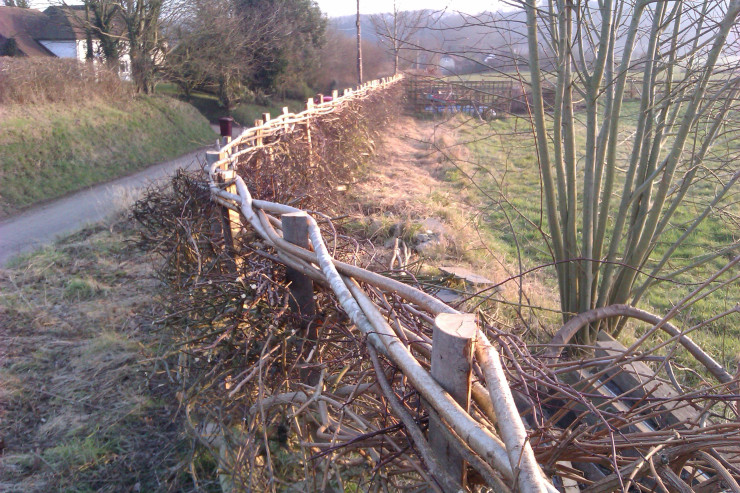 Hedgelaying – Plums & Roses Garden Design
